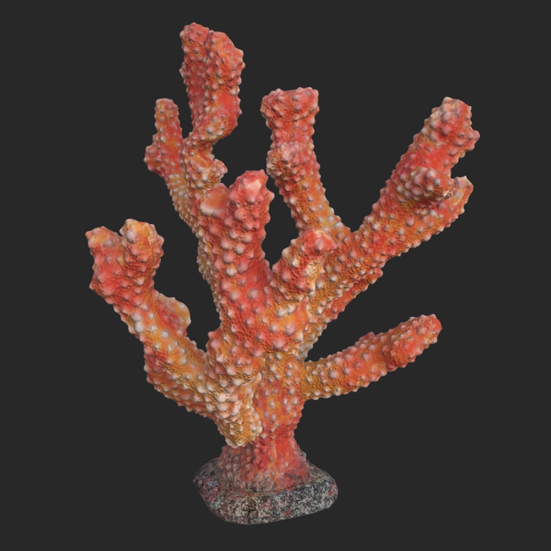 3D Coral Acropora V3 Model - TurboSquid 1252240