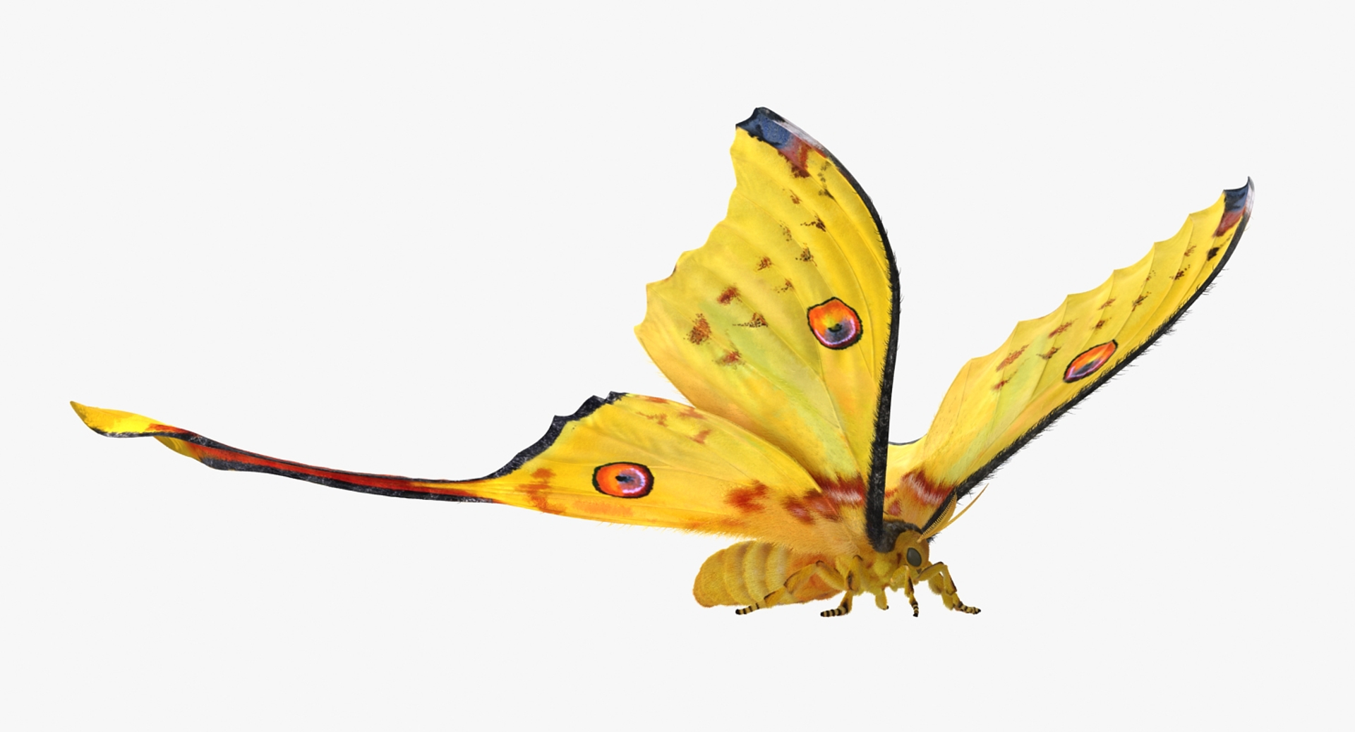 3d Max Madagascan Moon Moth Fur