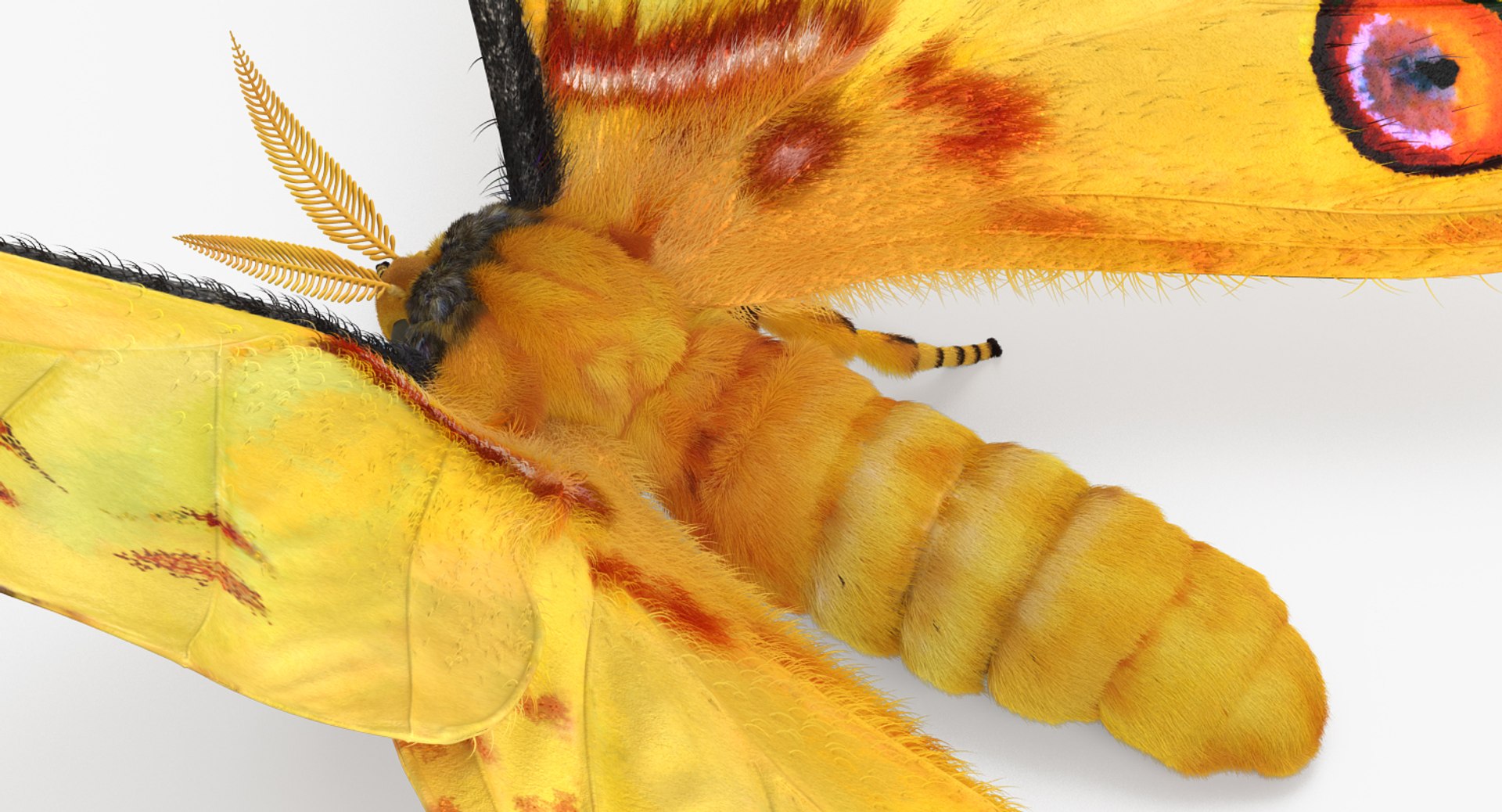 3d Max Madagascan Moon Moth Fur