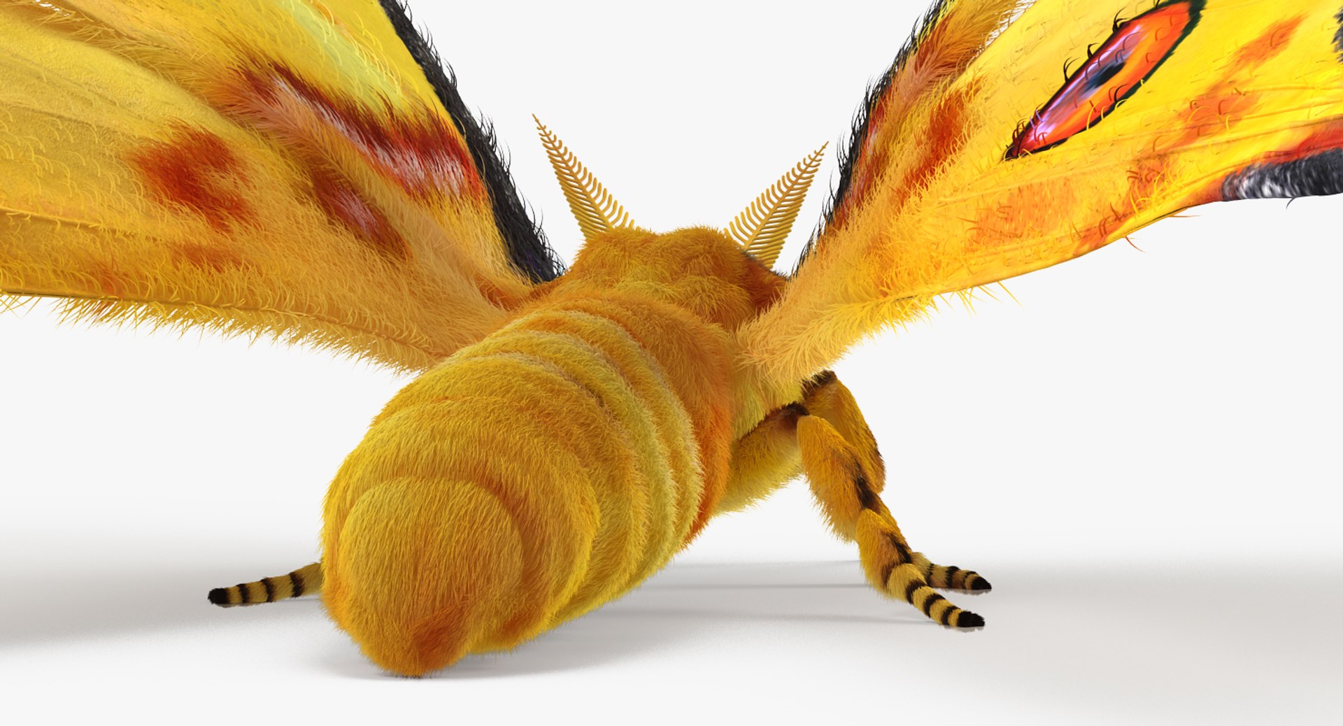 3d Max Madagascan Moon Moth Fur