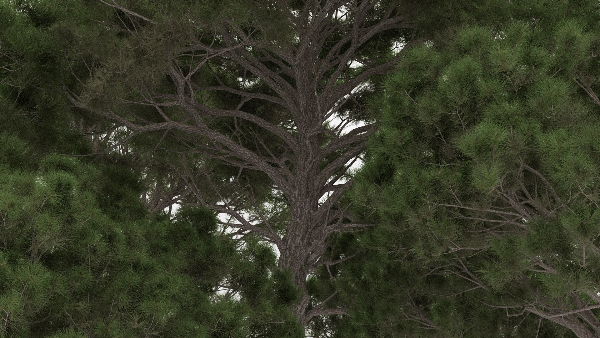 5 Pinus Pinea Tree Leaves 3D Model - TurboSquid 1584937