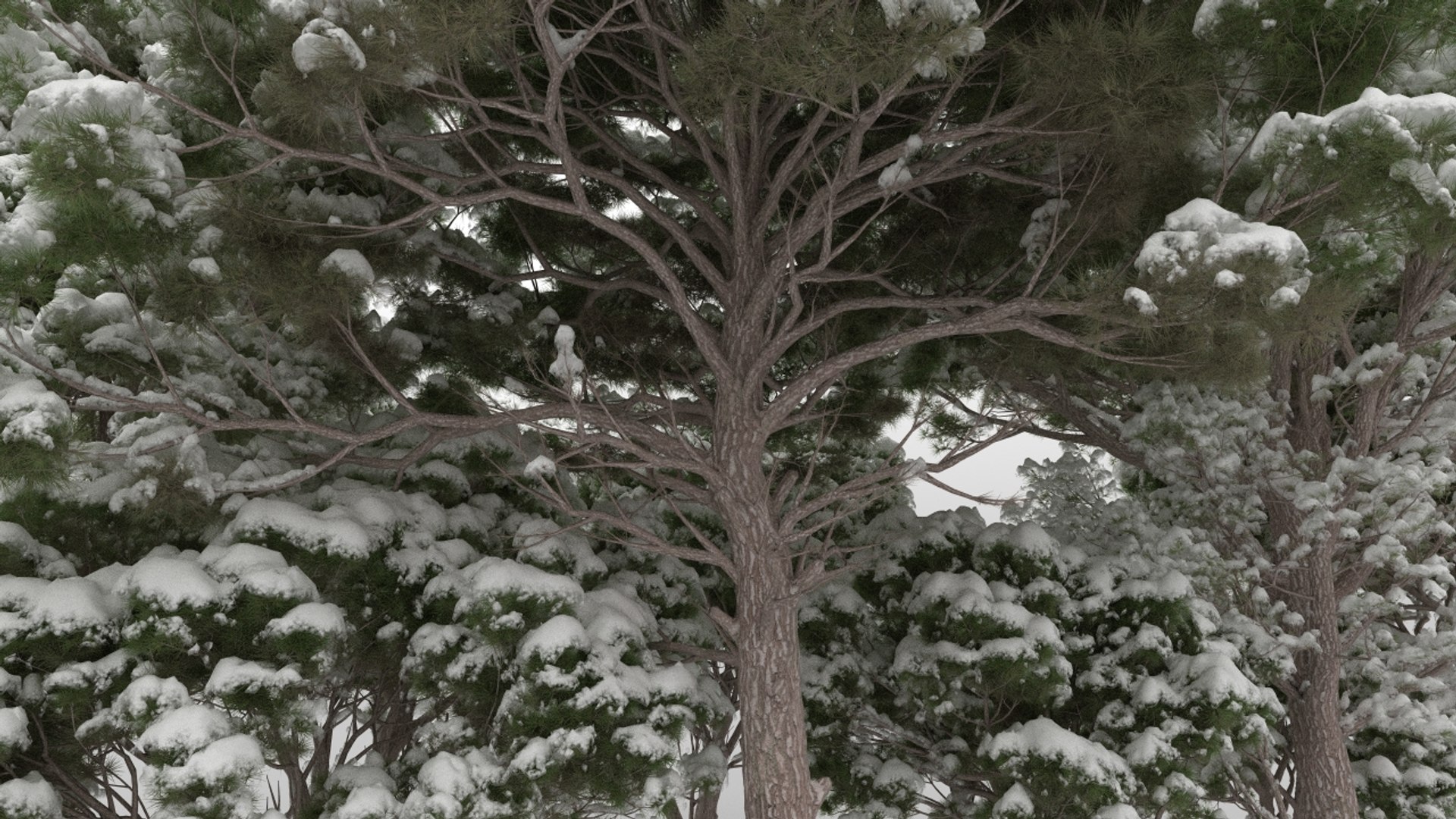 5 Pinus Pinea Tree Leaves 3D Model - TurboSquid 1584937