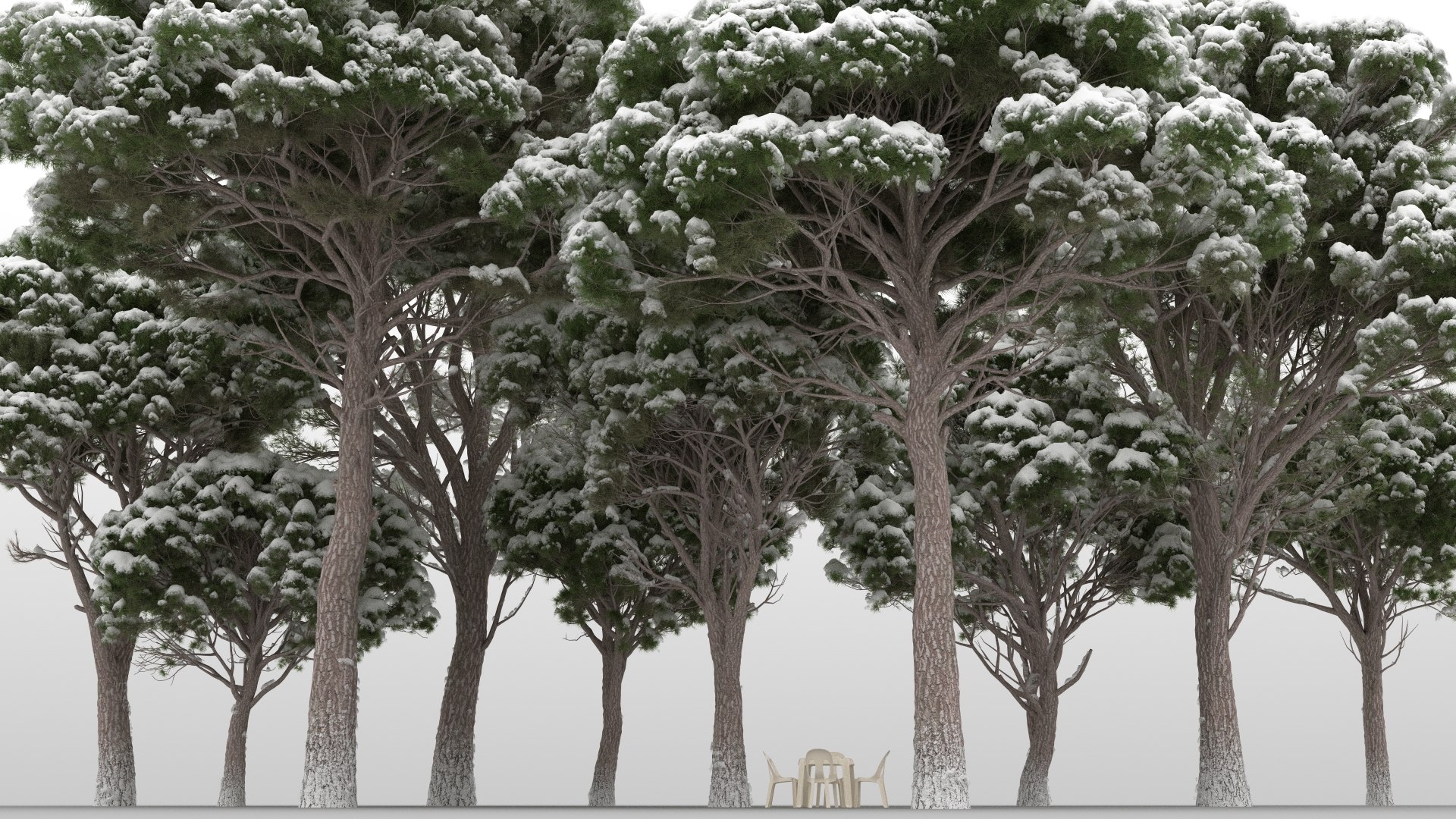 5 Pinus Pinea Tree Leaves 3D Model - TurboSquid 1584937