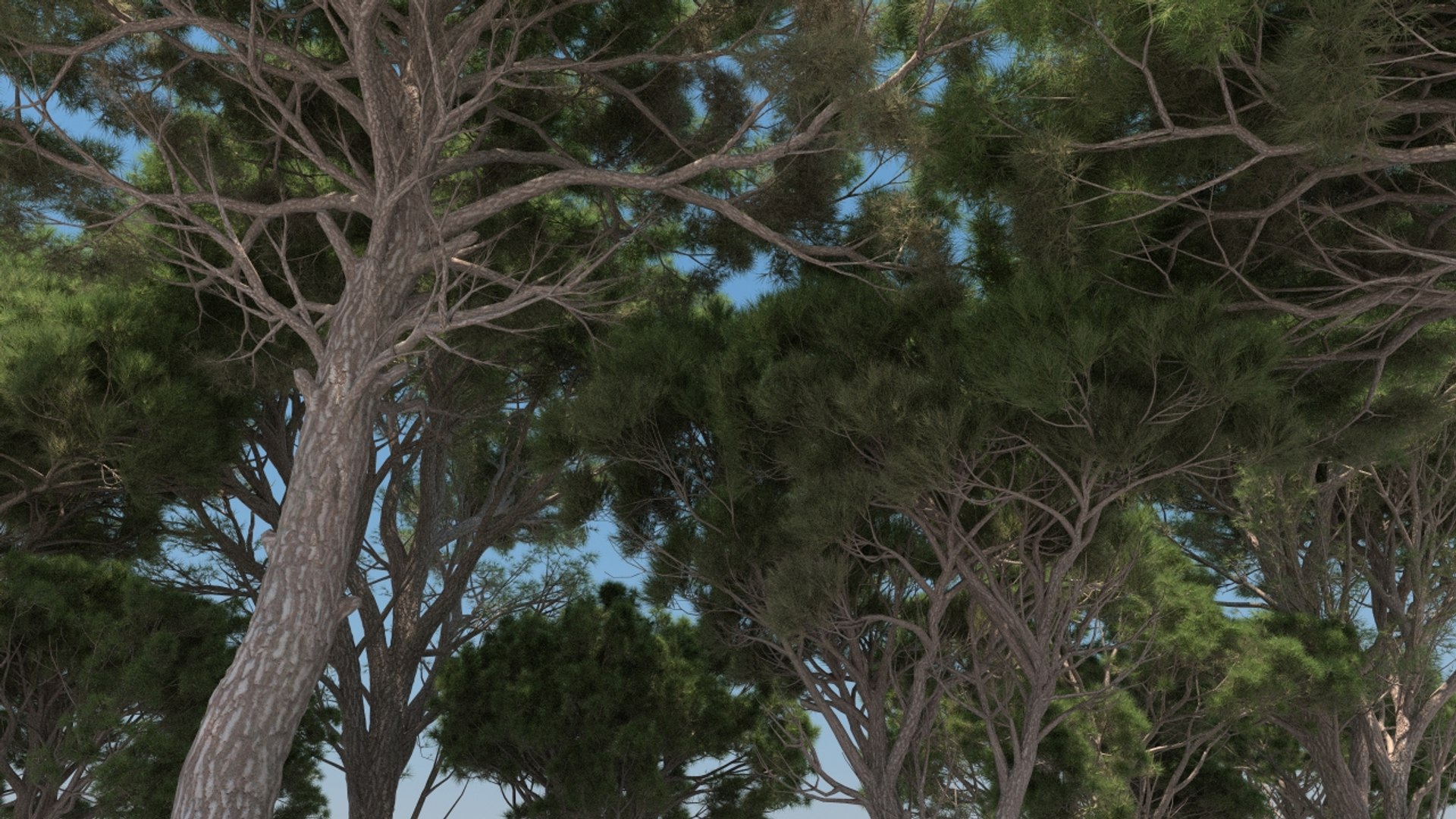 5 Pinus Pinea Tree Leaves 3D Model - TurboSquid 1584937
