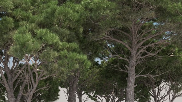 5 pinus pinea tree leaves 3D model - TurboSquid 1584937