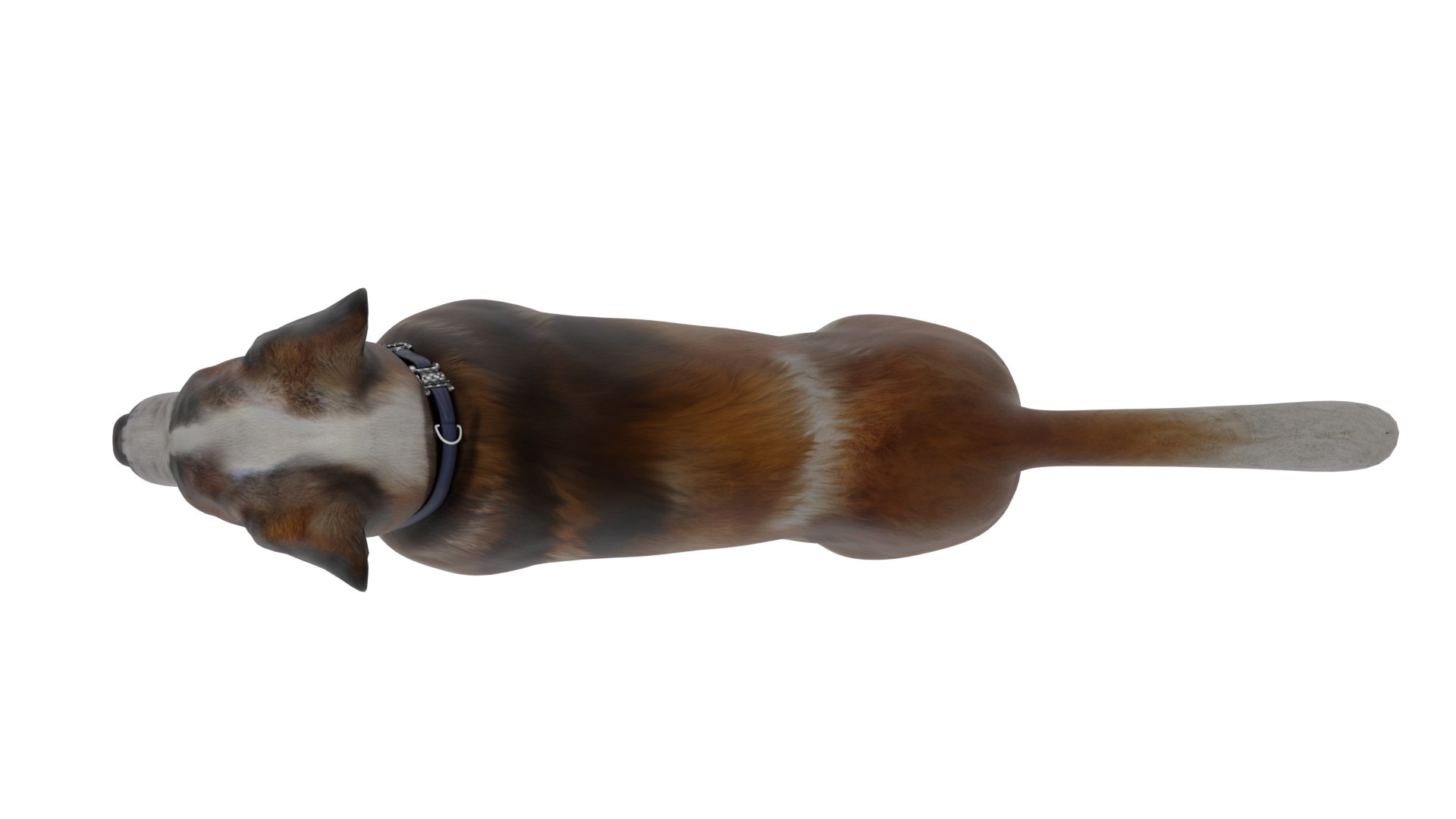 3D Model Sumo Dog - TurboSquid 1514630