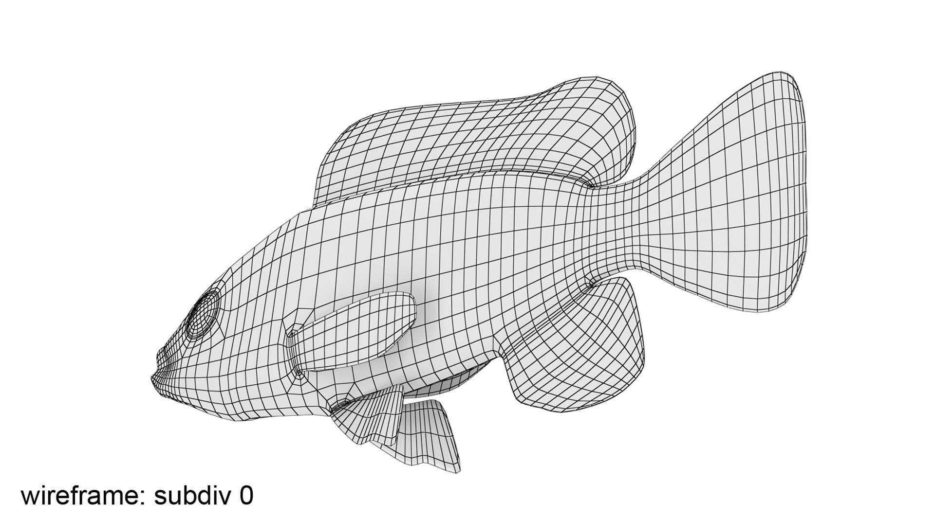 3d model tilapia cichlid fish