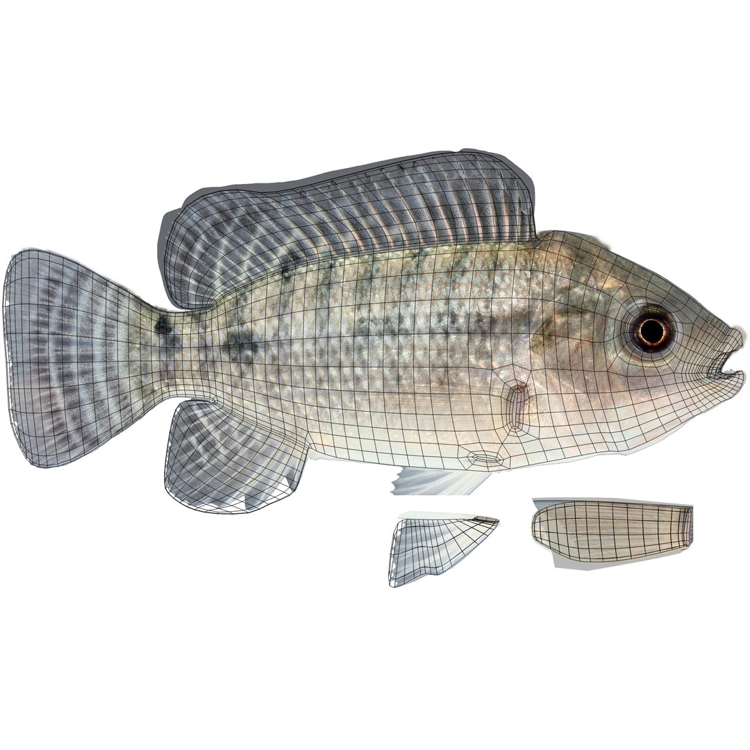 3d model tilapia cichlid fish