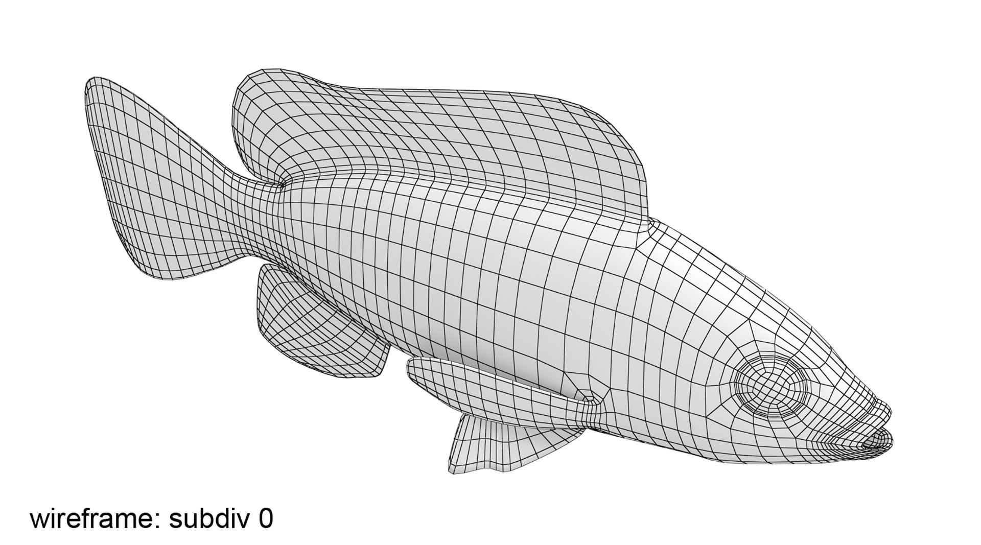 3d model tilapia cichlid fish