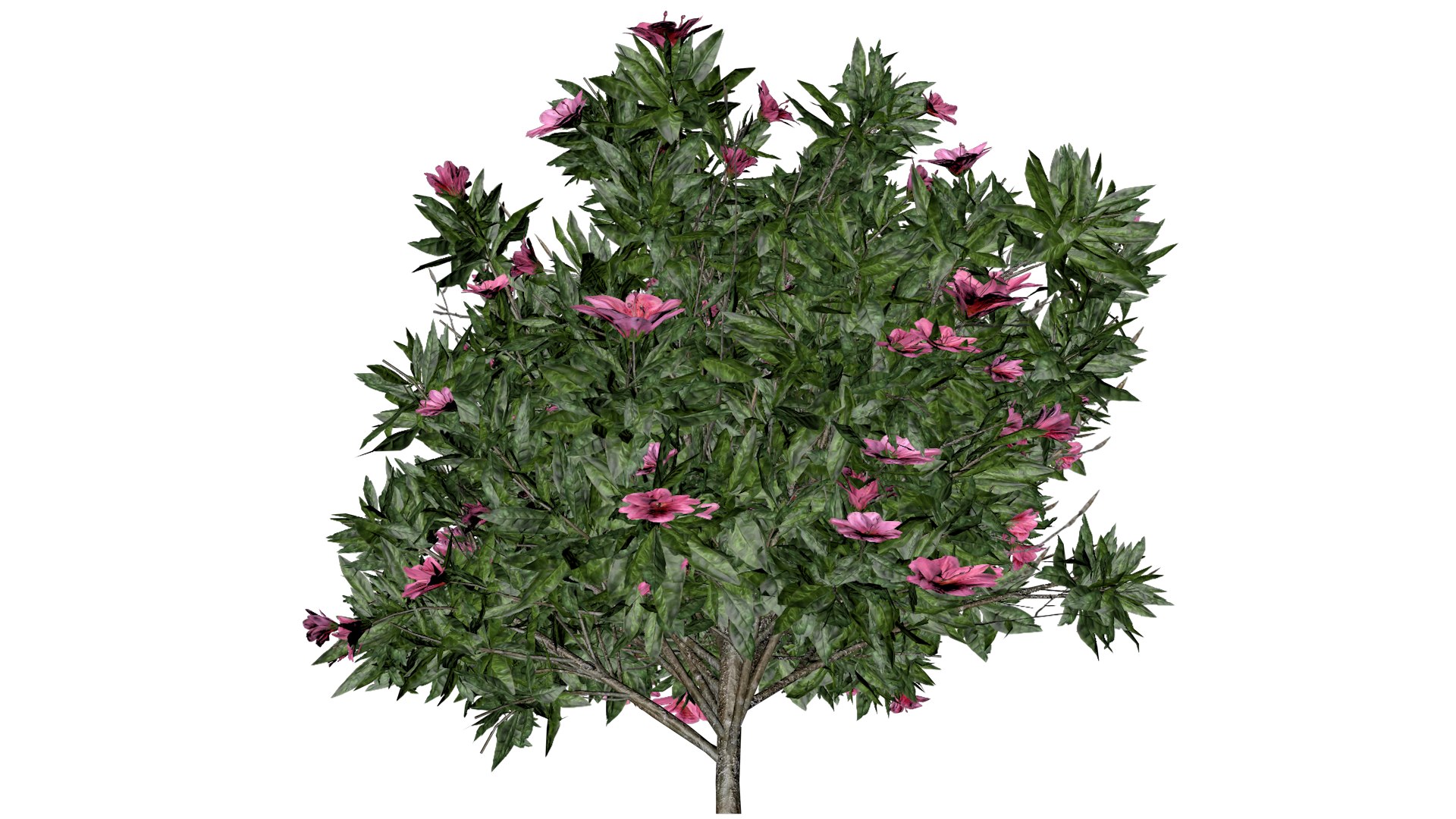 Azalea Shrub With Pink Flowers - 02 - 3D Model - TurboSquid 2372485