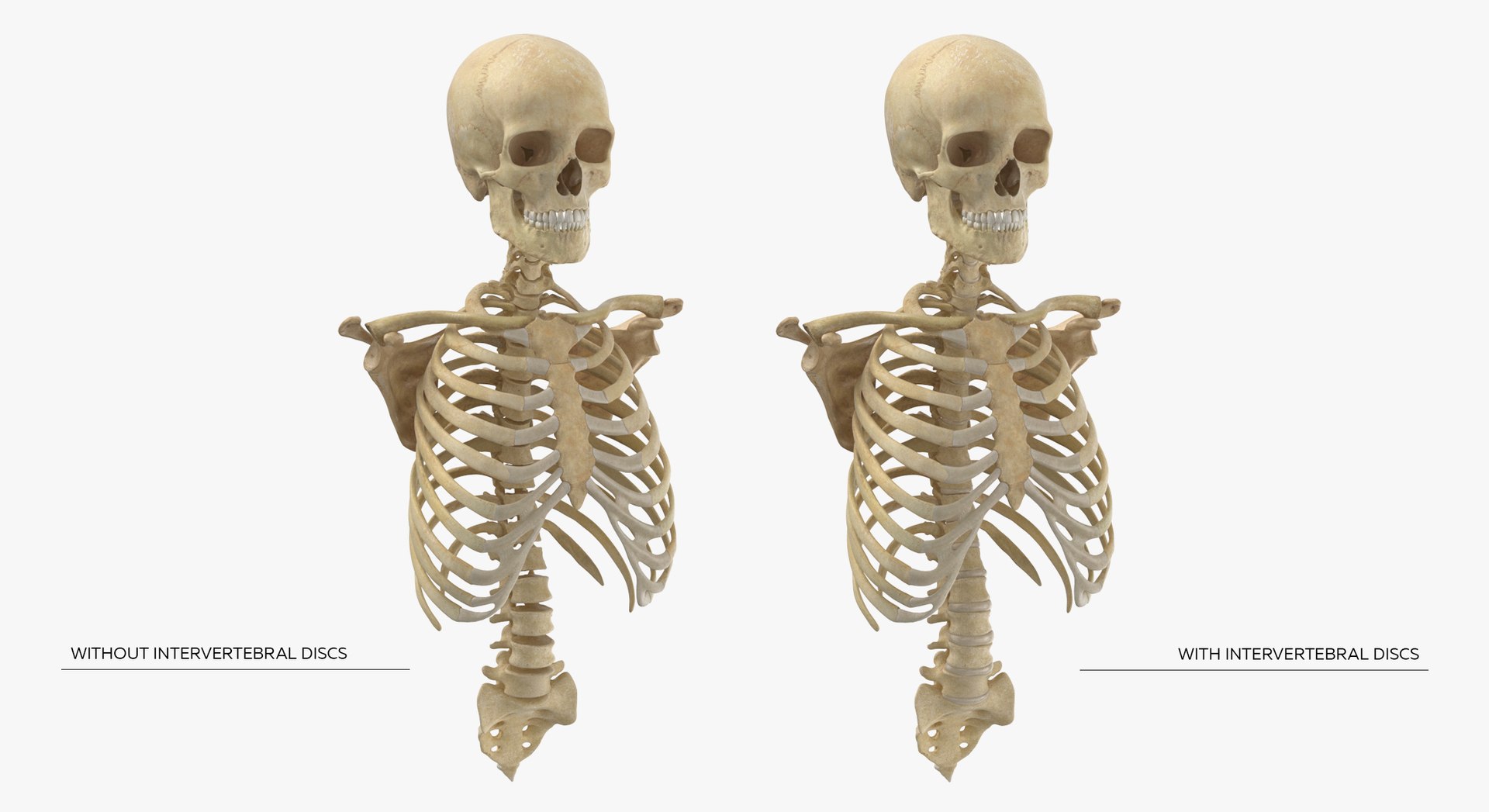 3D Human Rib Cages Spines Male Skulls Clavicles And Scapula Bones ...