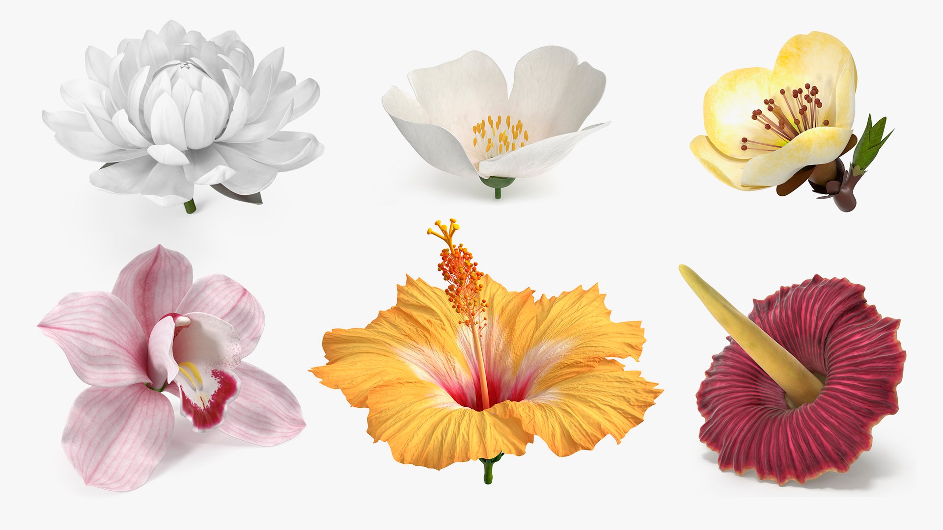 3D Floral Plants Collection 2 Model - TurboSquid 2518478