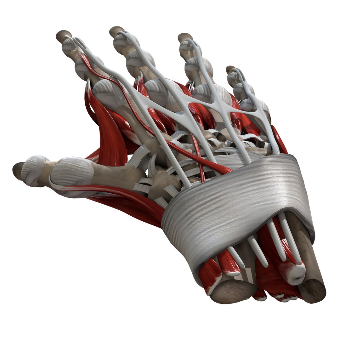 Human Hand Anatomy Bones 3D Model - TurboSquid 1520188