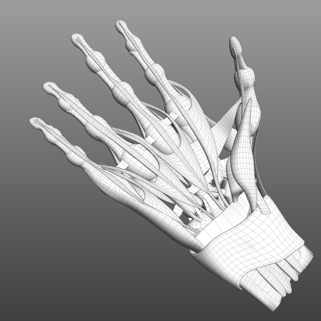 Human Hand Anatomy Bones 3D Model - TurboSquid 1520188