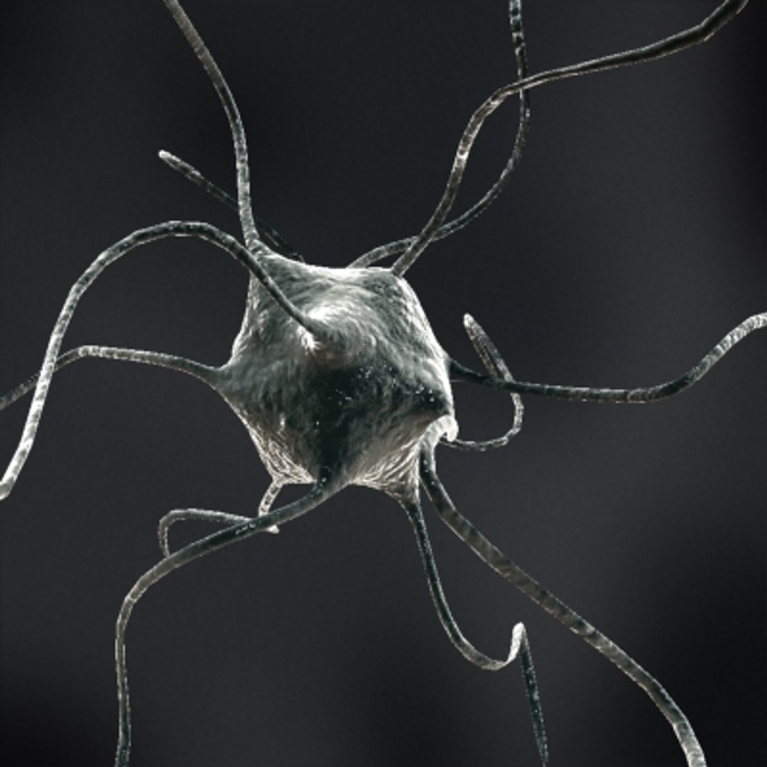 3d Model Neuron