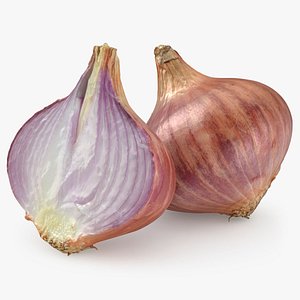 Shallot 3D Models for Download | TurboSquid