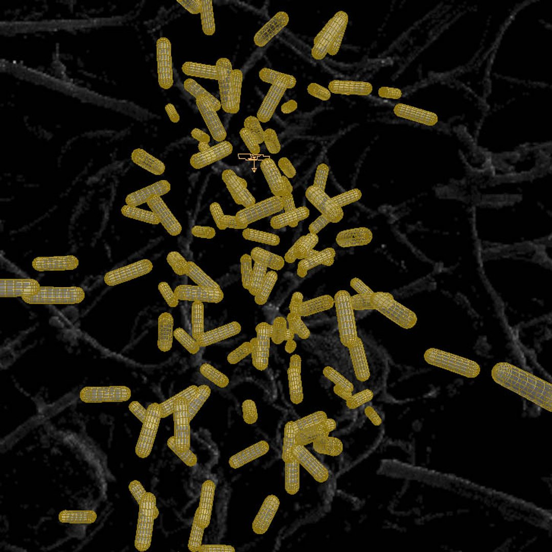 3d Bacteria Cell Animation