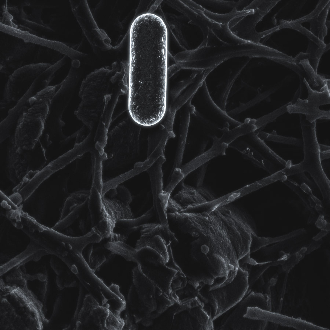 3d Bacteria Cell Animation