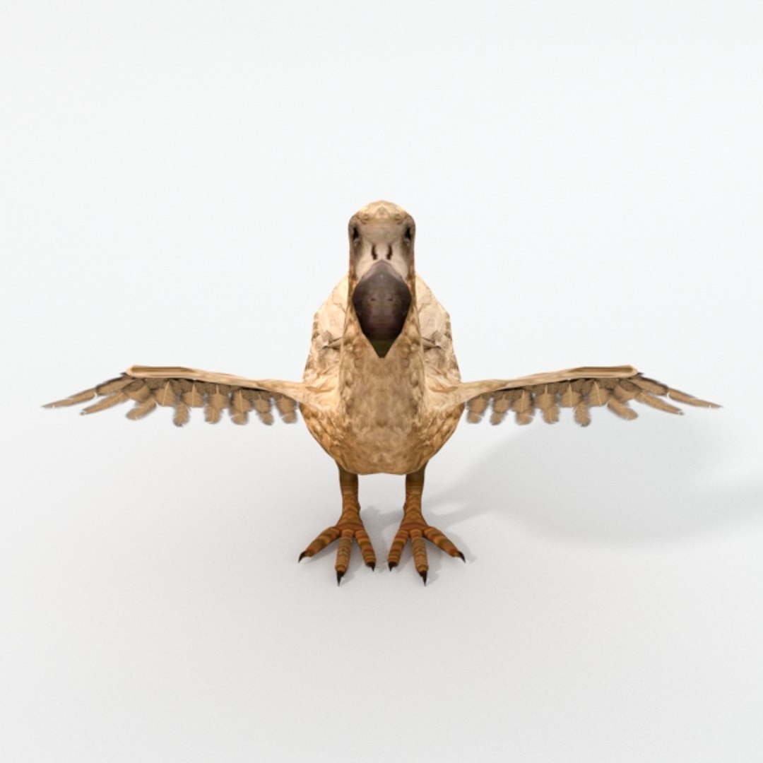 3D dodo - TurboSquid 1400295