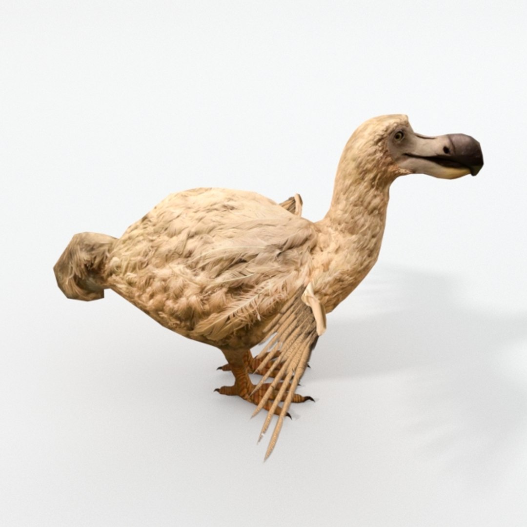 3D dodo - TurboSquid 1400295