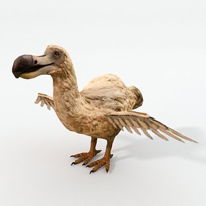3D realistic dodo bird model - TurboSquid 1681420