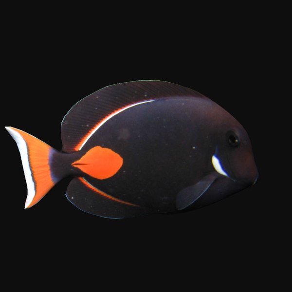 3D powder red tang - TurboSquid 1244940