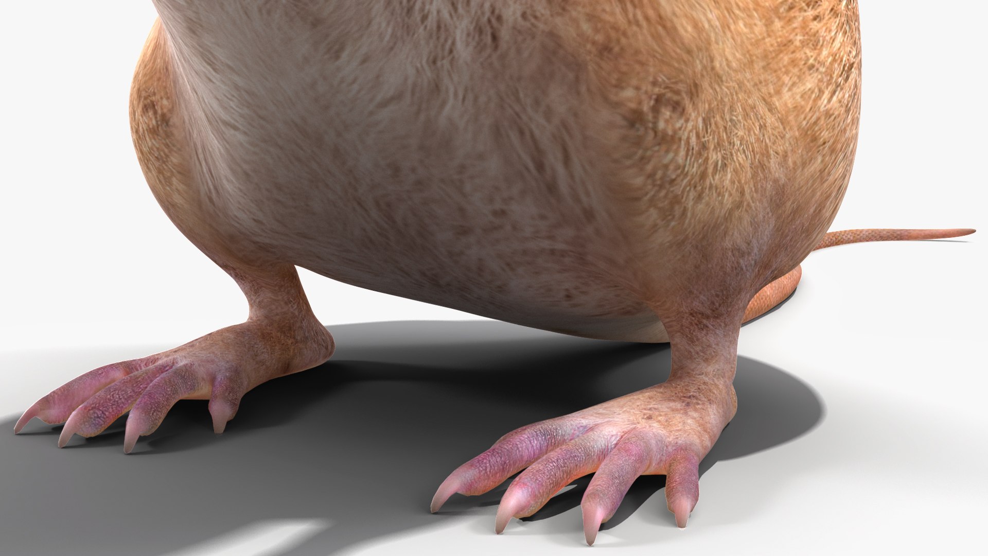 Suncus Murinus Standing Pose 3D model - TurboSquid 2164591