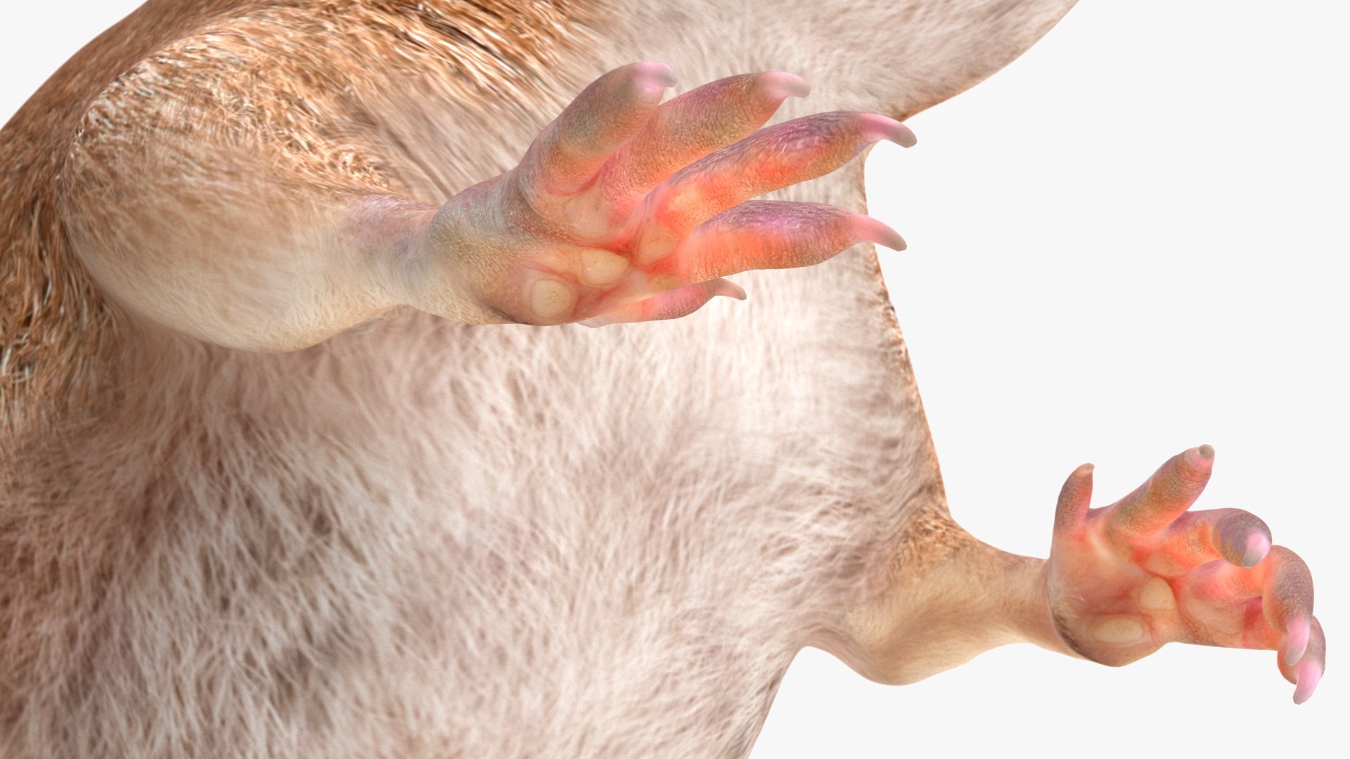 Suncus Murinus Standing Pose 3D model - TurboSquid 2164591