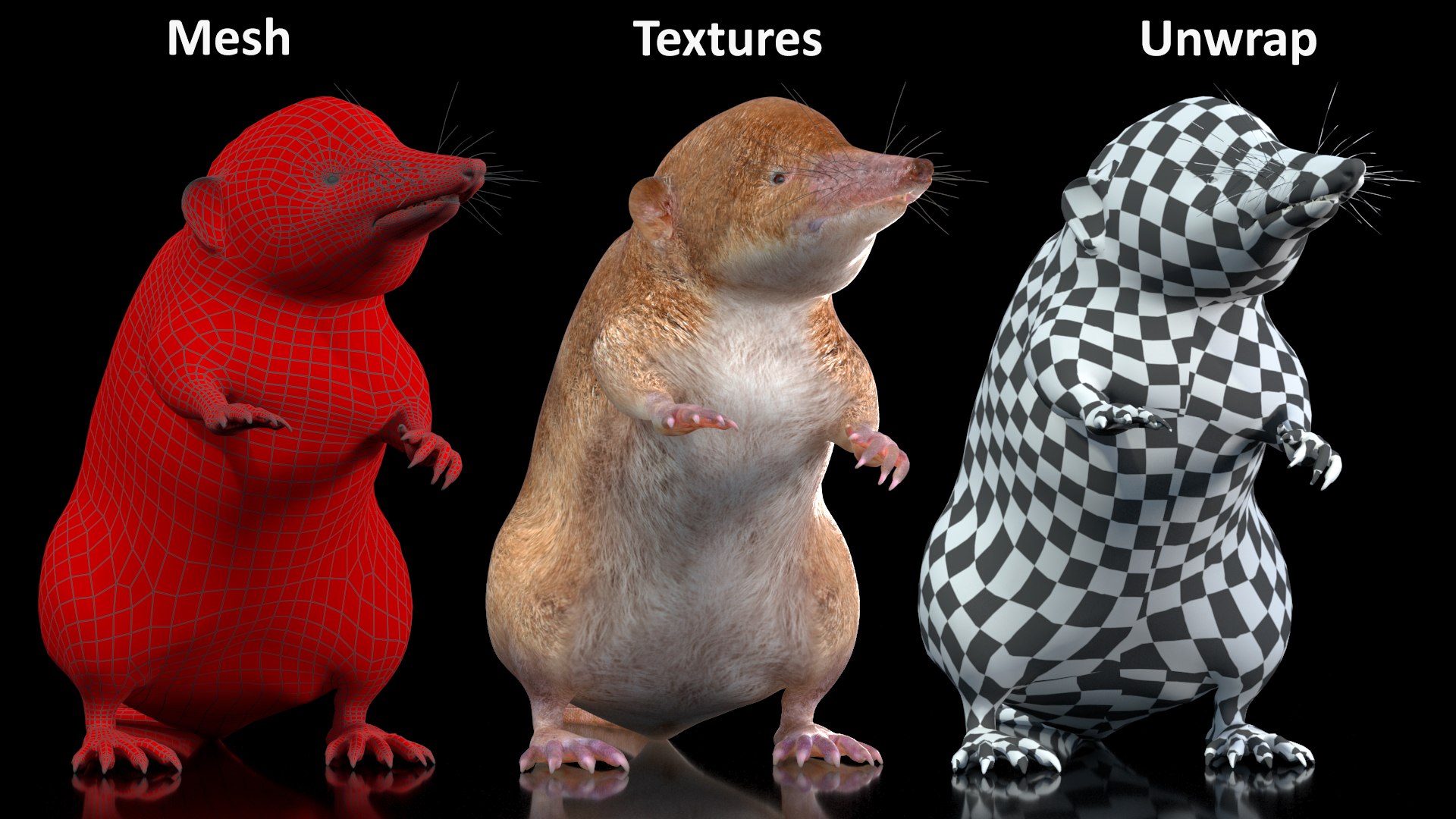 Suncus Murinus Standing Pose 3D model - TurboSquid 2164591