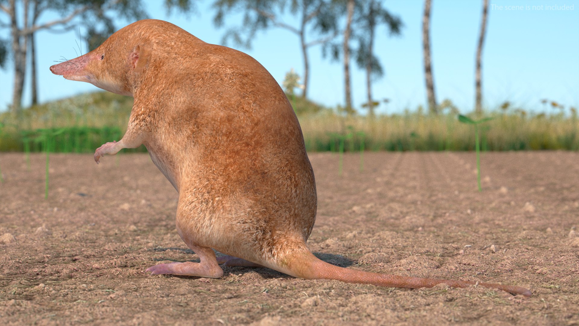 Suncus Murinus Standing Pose 3D model - TurboSquid 2164591