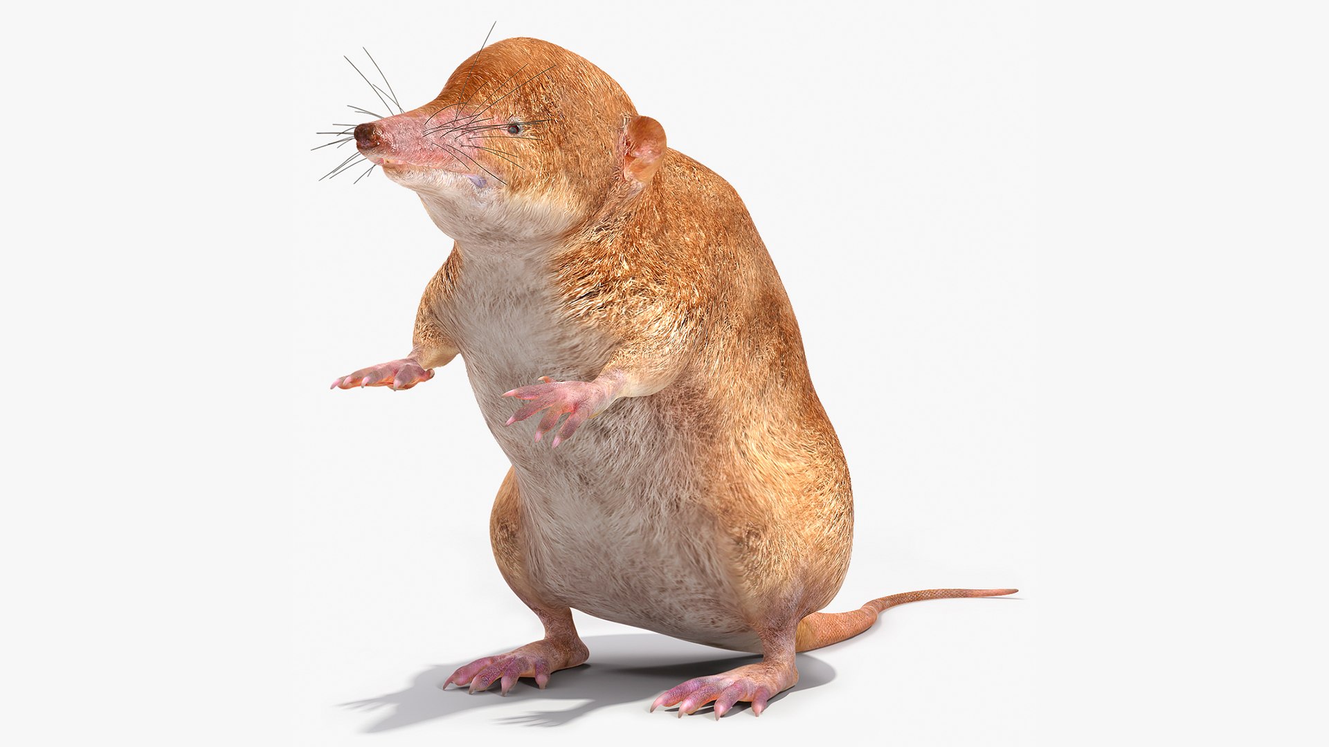 Suncus Murinus Standing Pose 3D model - TurboSquid 2164591