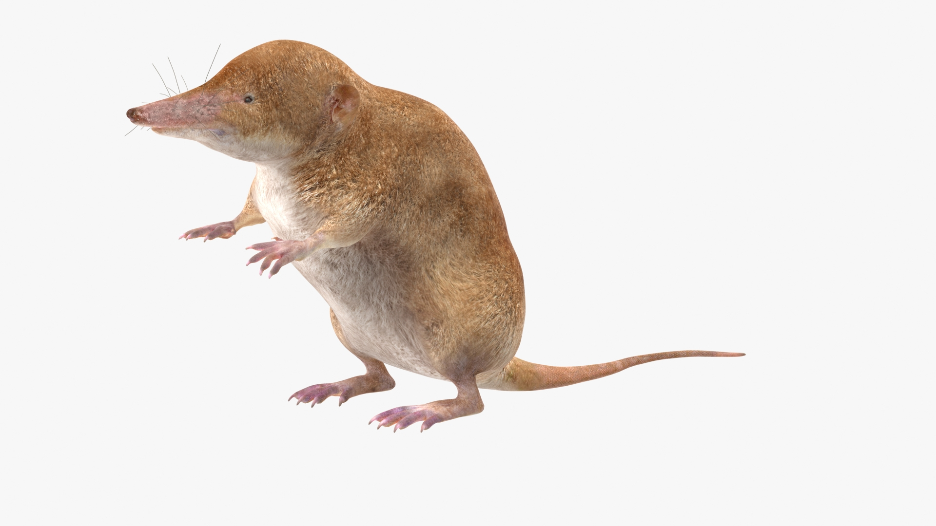 Suncus Murinus Standing Pose 3D model - TurboSquid 2164591