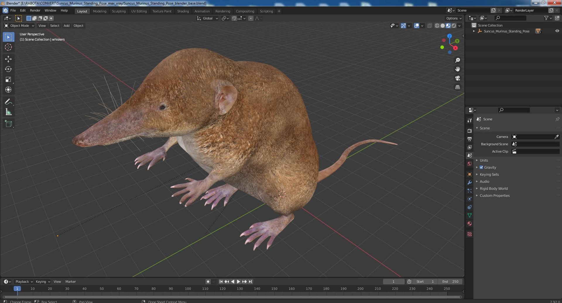 Suncus Murinus Standing Pose 3D model - TurboSquid 2164591