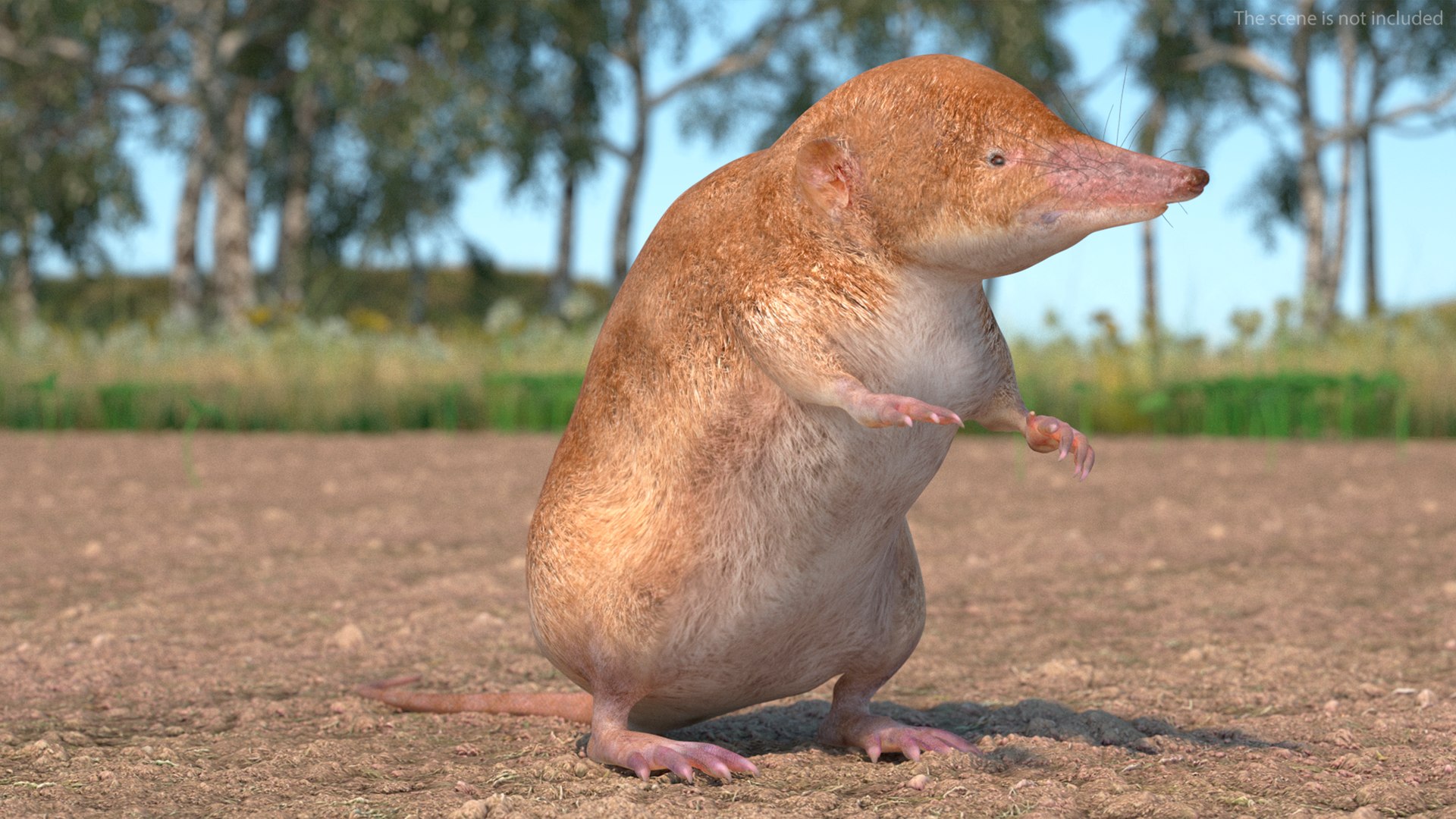 Suncus Murinus Standing Pose 3D model - TurboSquid 2164591