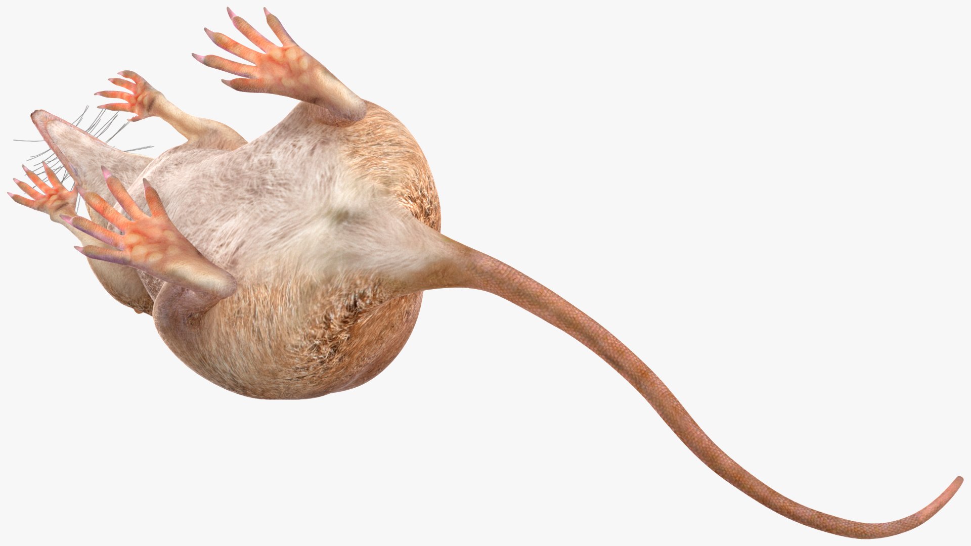 Suncus Murinus Standing Pose 3D model - TurboSquid 2164591