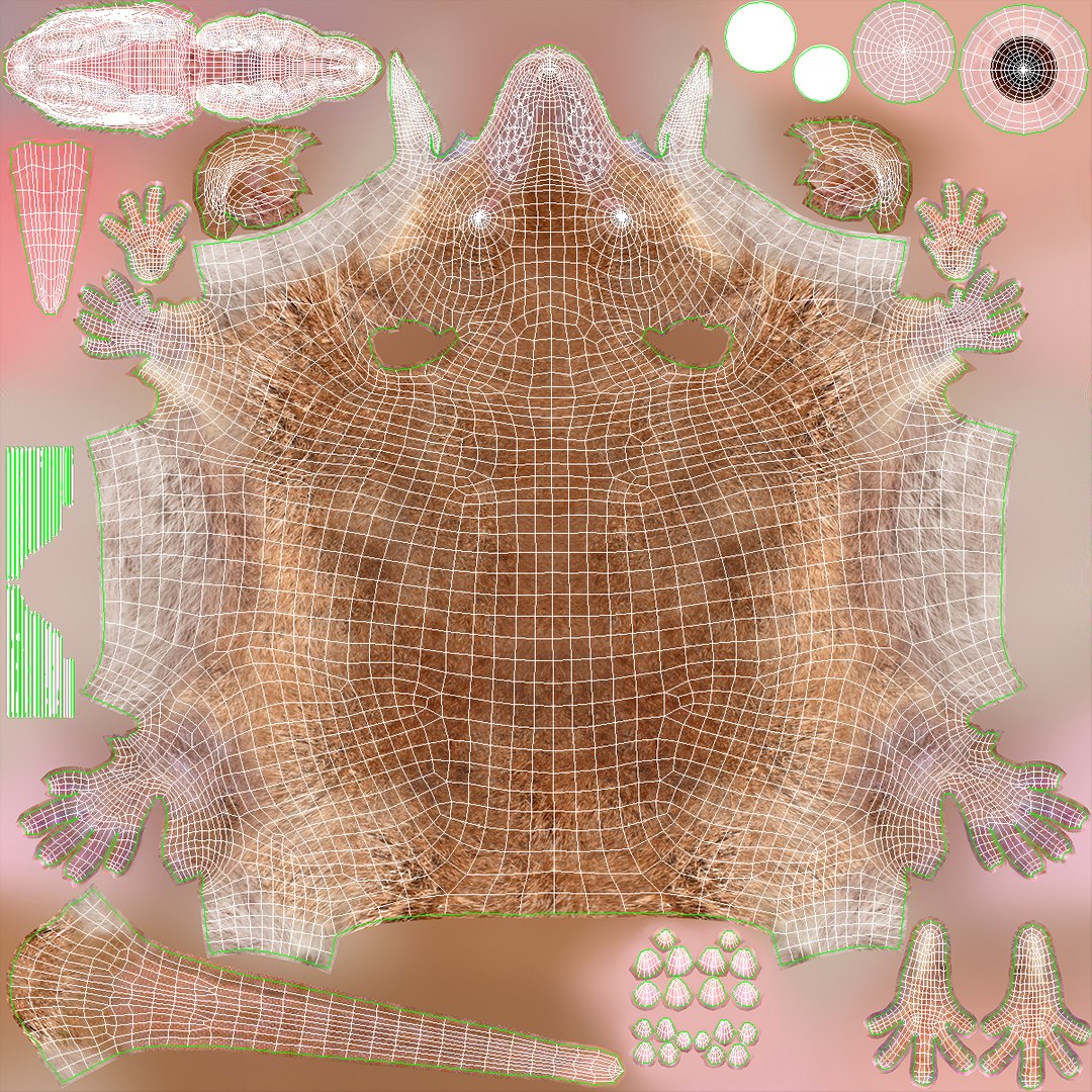 Suncus Murinus Standing Pose 3D model - TurboSquid 2164591