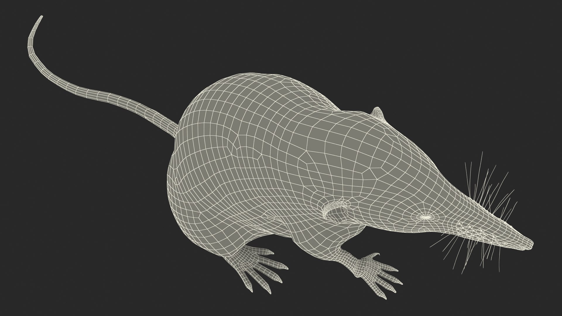 Suncus Murinus Standing Pose 3D model - TurboSquid 2164591