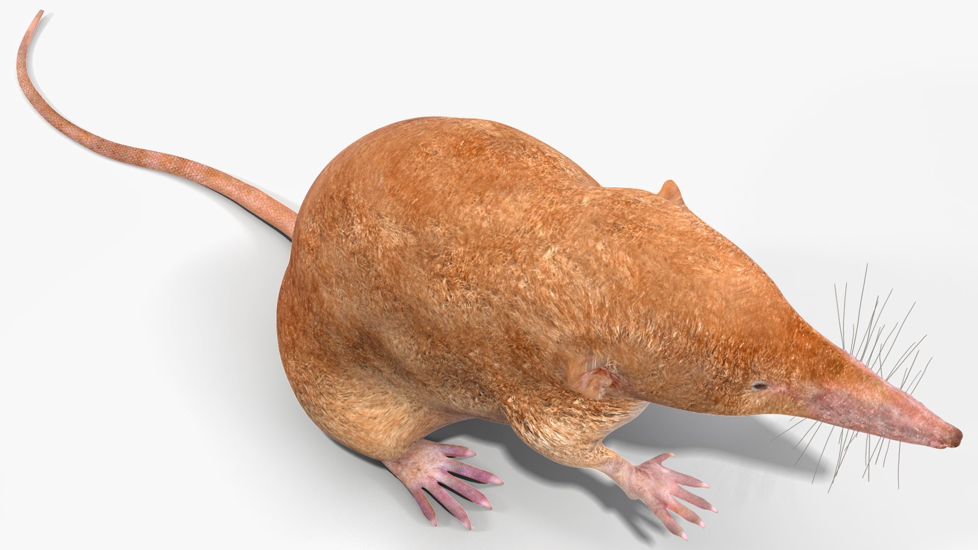 Suncus Murinus Standing Pose 3D model - TurboSquid 2164591