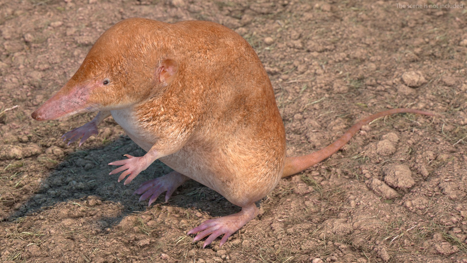 Suncus Murinus Standing Pose 3D model - TurboSquid 2164591