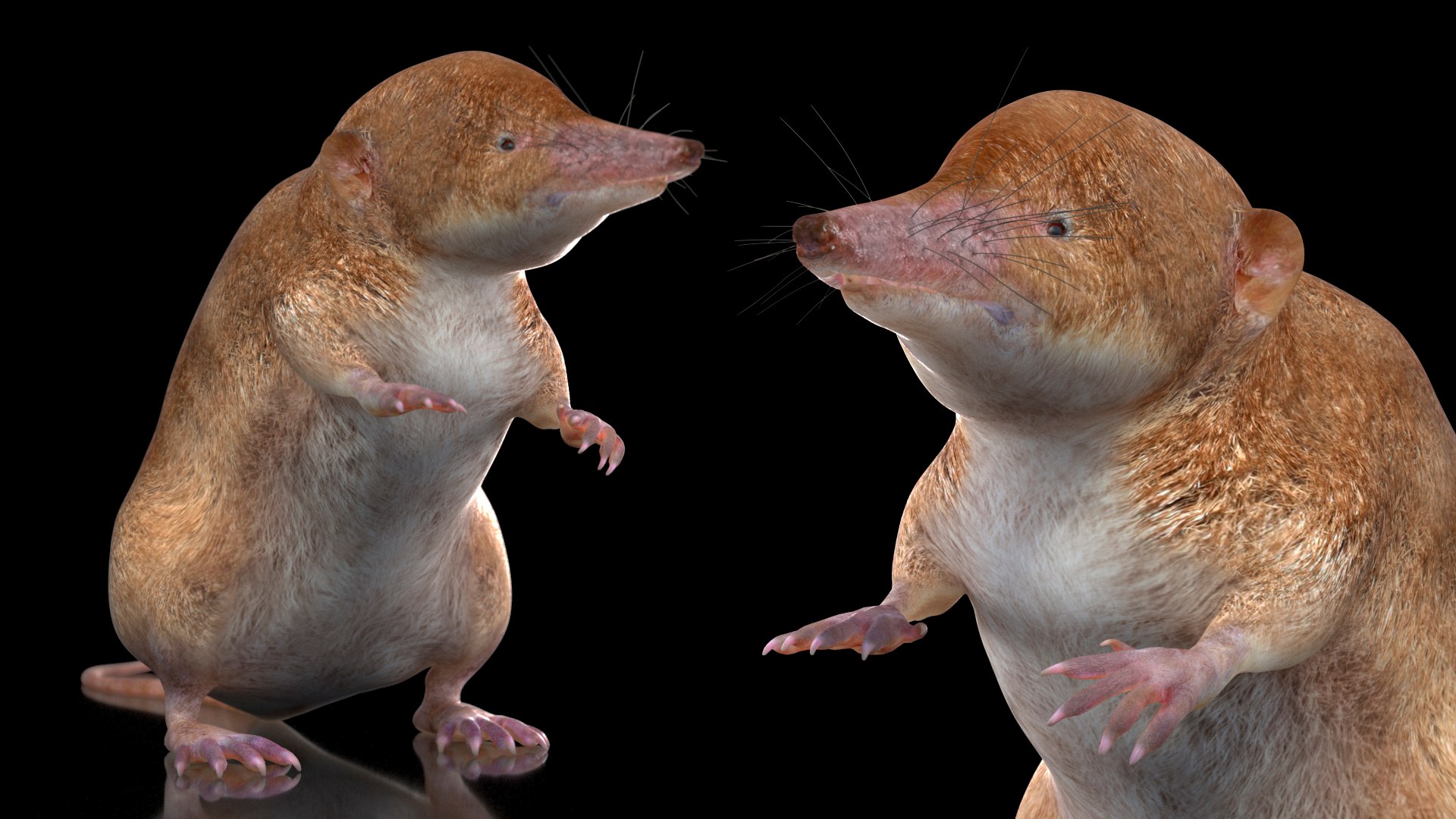 Suncus Murinus Standing Pose 3D model - TurboSquid 2164591