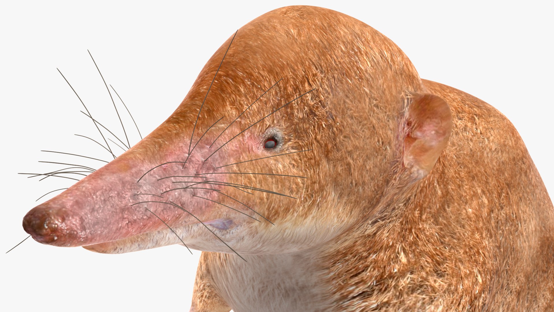 Suncus Murinus Standing Pose 3D model - TurboSquid 2164591