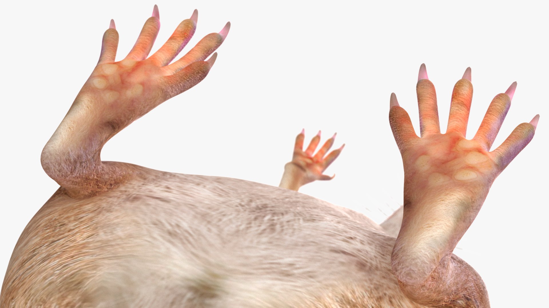 Suncus Murinus Standing Pose 3D model - TurboSquid 2164591