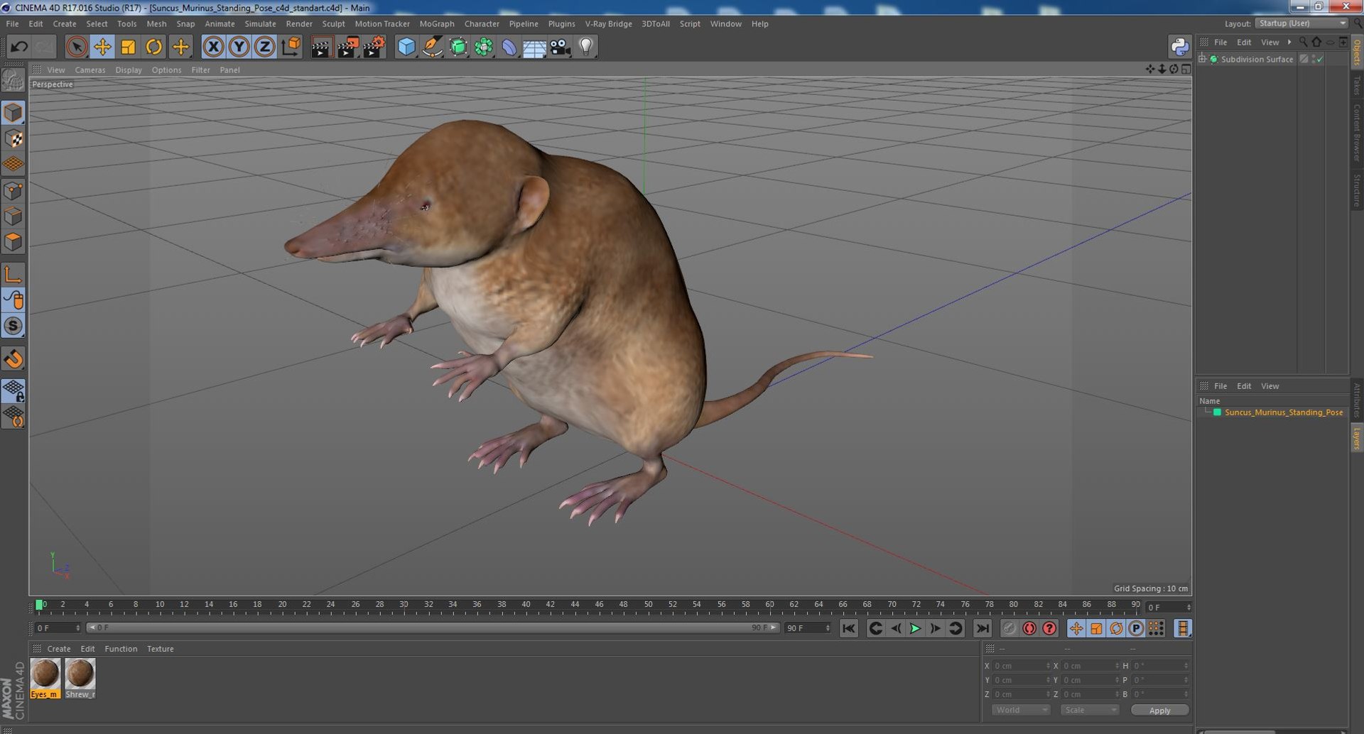 Suncus Murinus Standing Pose 3D model - TurboSquid 2164591