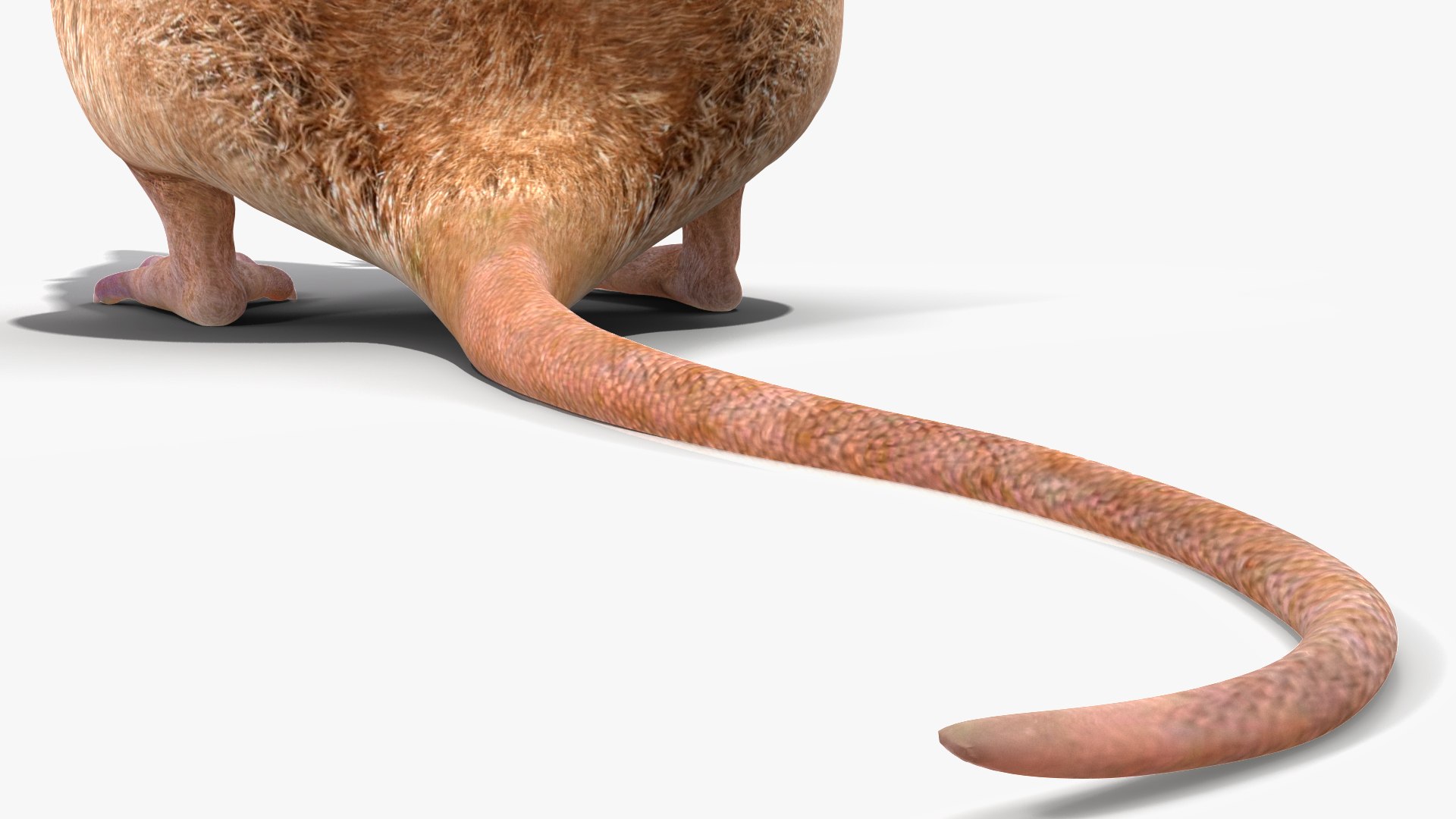 Suncus Murinus Standing Pose 3D model - TurboSquid 2164591