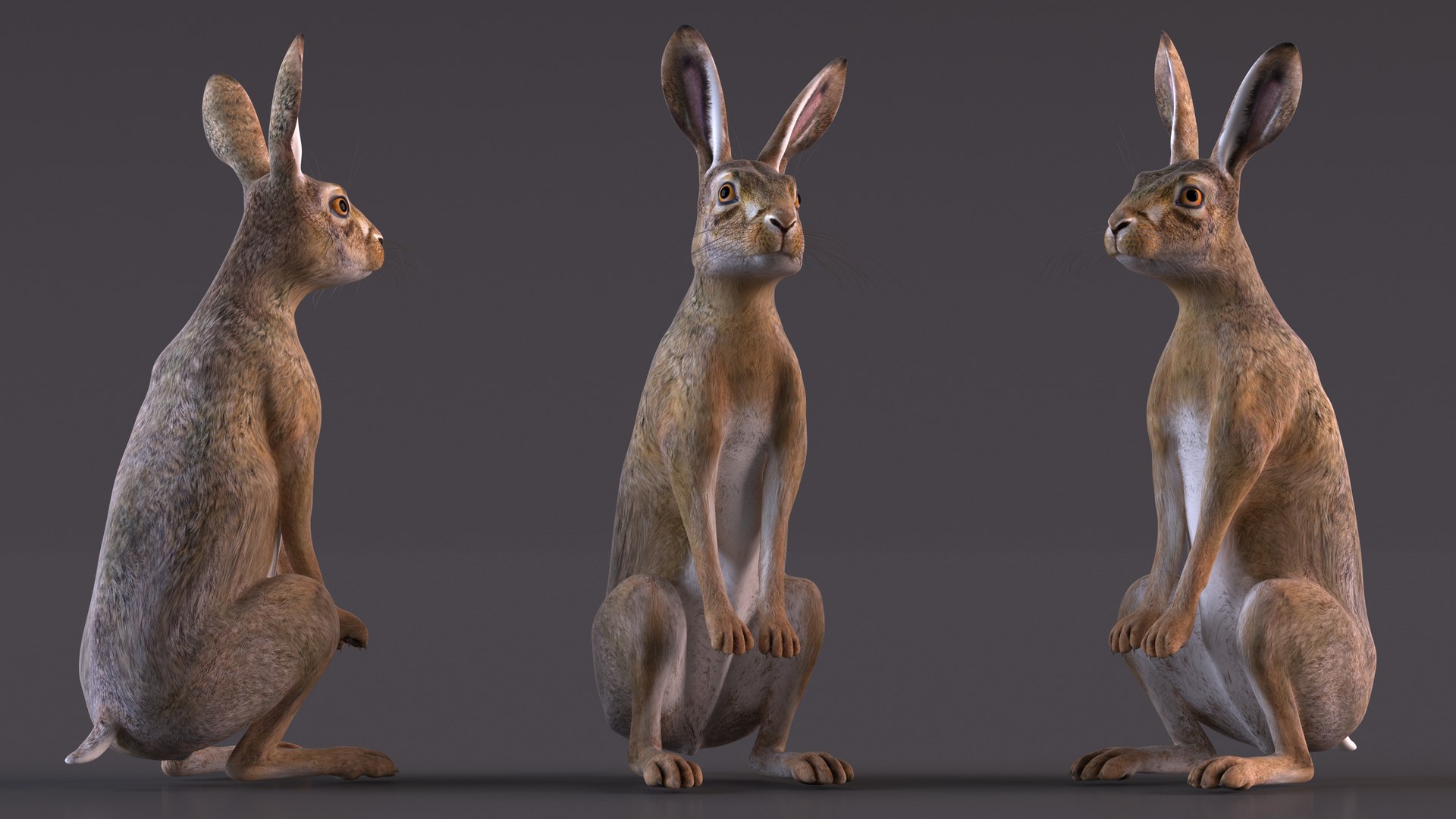 3D Jackrabbit Rigged - TurboSquid 2128330