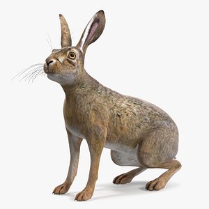 3D Jackrabbit Models | TurboSquid