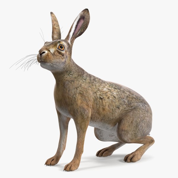 Free 3D Rabbit Models | TurboSquid