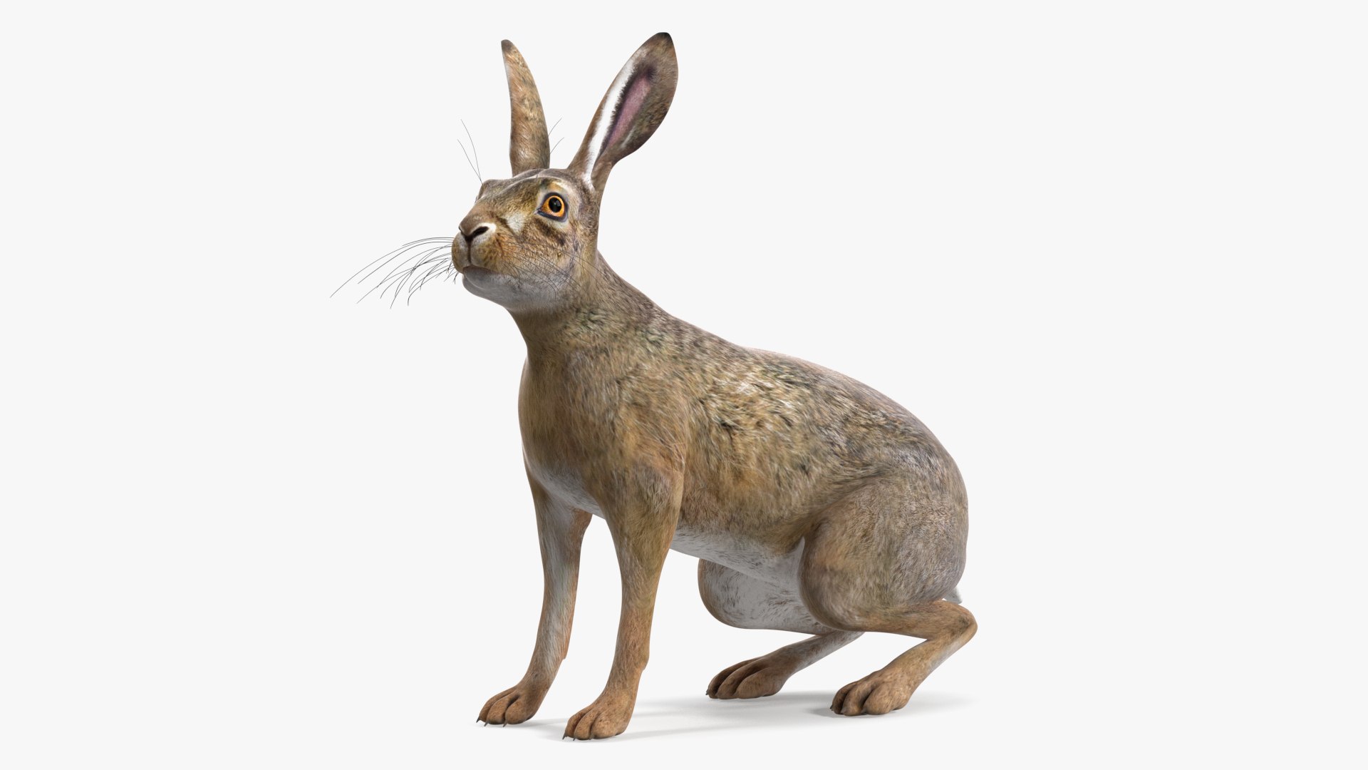 3D Jackrabbit Rigged - TurboSquid 2128330