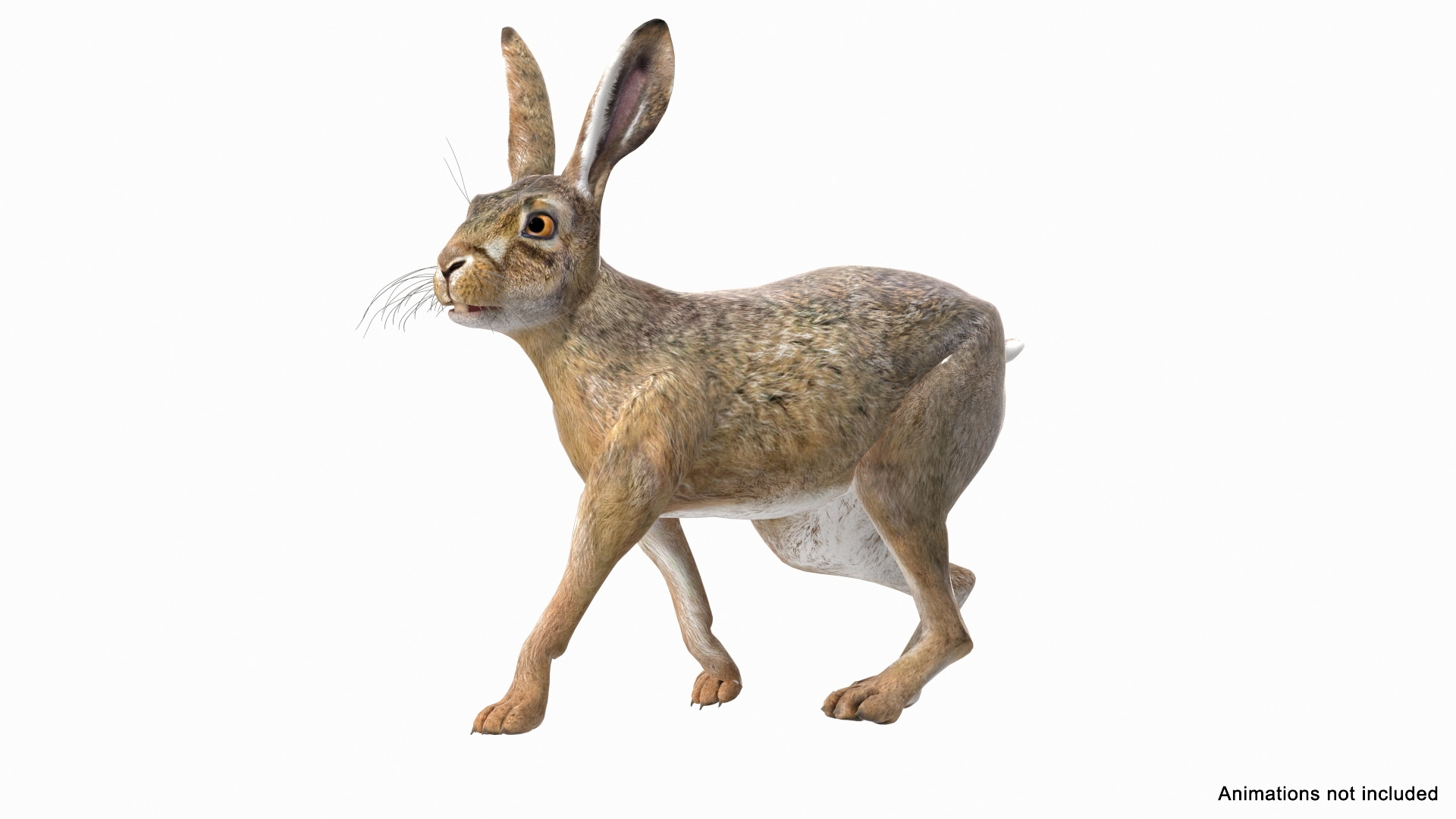 3D Jackrabbit Rigged - TurboSquid 2128330