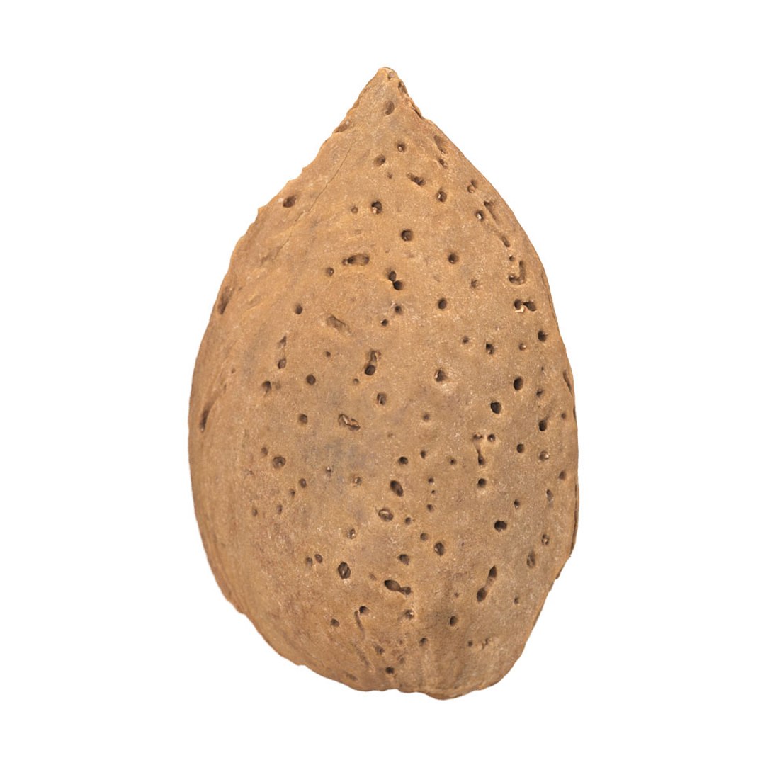 Scanned almond shell 3D model - TurboSquid 1492869